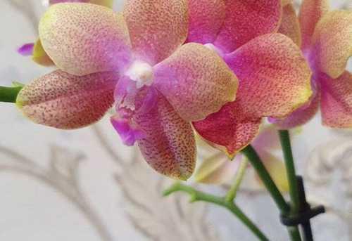 Орхидея Бронзовый будда
