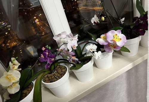 Орхидея фаленопсис вместе или паразнь