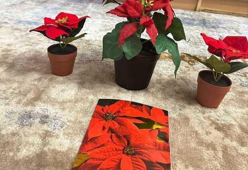Пуансеттия искусственная, 3 цветка и открытка