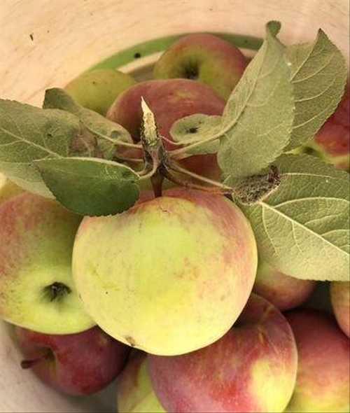 Продам яблоки садовые