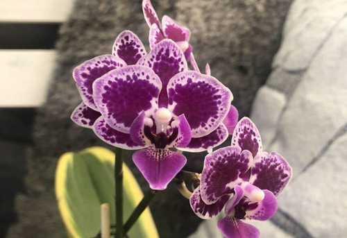 Орхидея фаленопсис Азия Папугай, Лайм и др