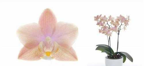 Орхидея фаленопсис Summerion парфюмерная фабрика