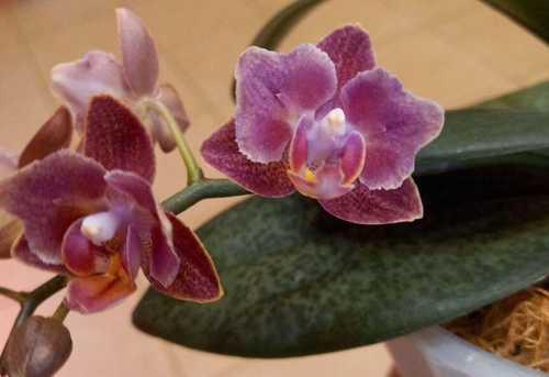 Орхидея ароматная бабочка Диффьюжн