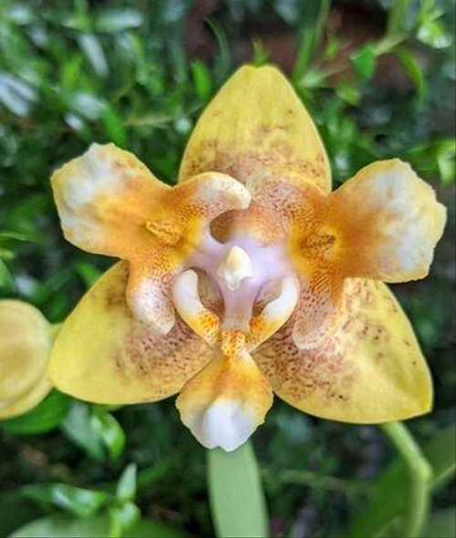 Цветущая азиатская орхидея Anmio Yellow bat
