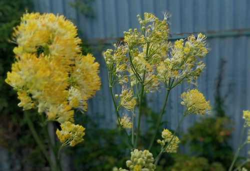 Василистник Голден Таккер