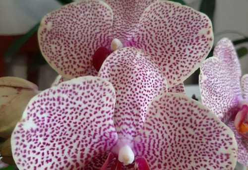 Орхидея фаленопсис"Сезам"