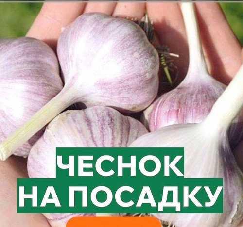 Чеснок озимый на посадку