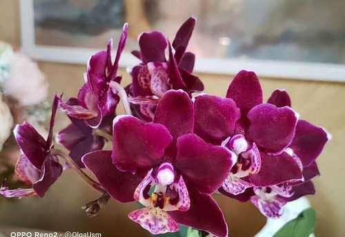 Орхидея фаленопсис Aliyah Black (Алия). Мини