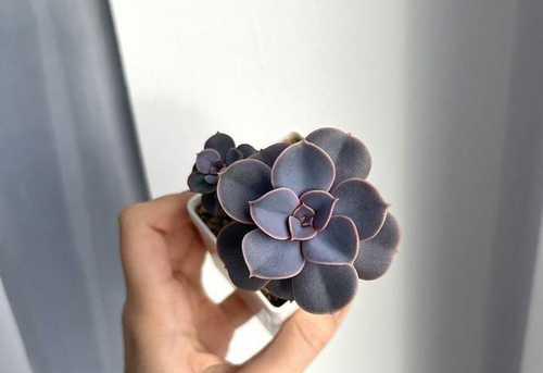 Эхеверии Echeveria суккуленты