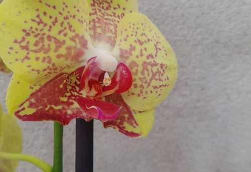 Орхидея фаленопсис (мутация)