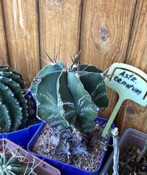 Кактус Astrophytum ornatum (Астрофитум)