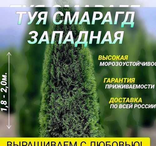 Туя Вечнозелёная 181 см