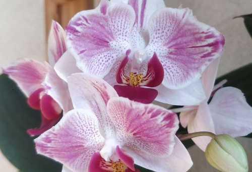 Орхидея фаленопсис little gem stripes цветущая