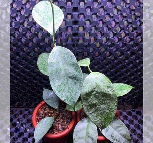 Coriacea silver хойя