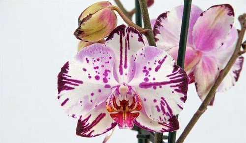 Орхидея фаленопсис Мэджик Арт (детка)