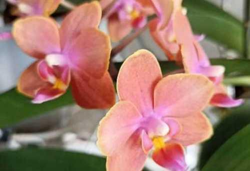 Ароматная орхидея Дасти Бэль