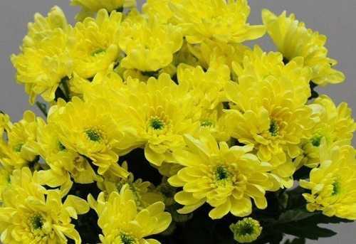 Хризантемы Altaj yellow срезка