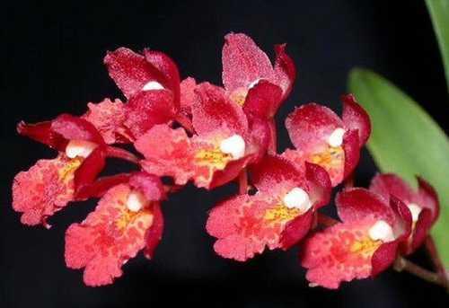 Орхидея Howeara ‘Lava Burst’