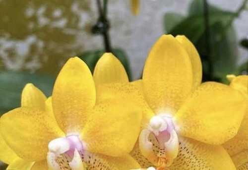 Орхидея Phal. Mainshow golden crown