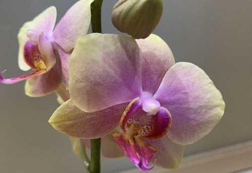 Орхидея Сара Блаш (Sara Blush)
