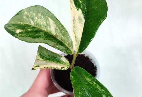 Замиокулькас Long Leaf (лимонная вариегатность)