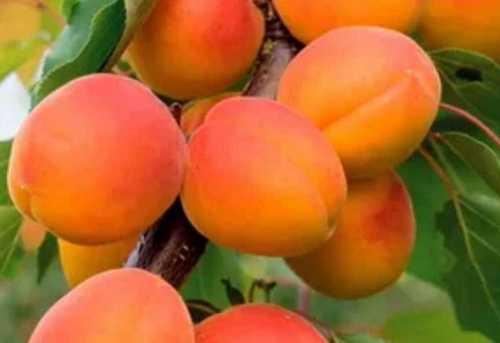 Саженцы абрикоса 2-3х лет