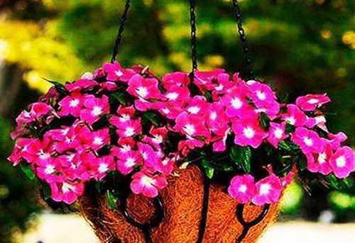 Катарантус ампельный цветок для сада и для дома