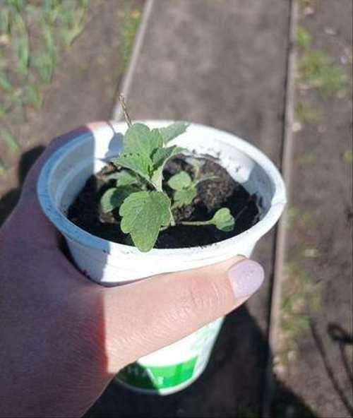 Лофант анисовый рассада