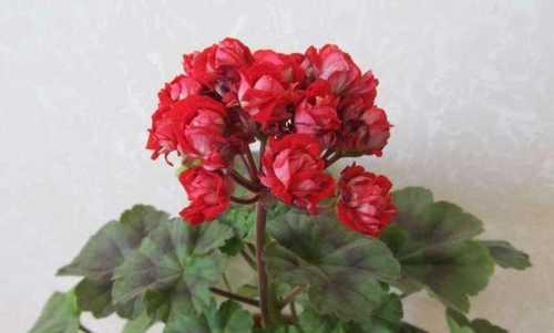 Пеларгония розебудная Vectis rosebud