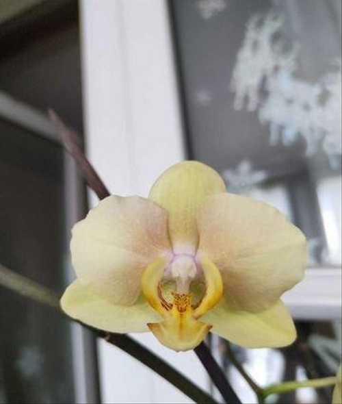 Орхидея фаленопсис африканский закат