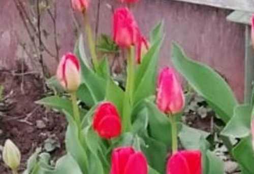 Луковицы тюльпанов Ред Пауэр