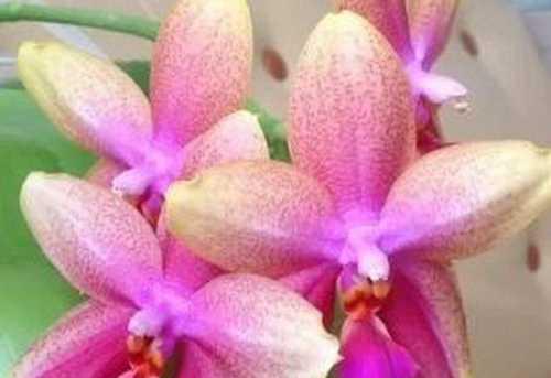 Орхидея фаленопсис лиодоро не цветёт