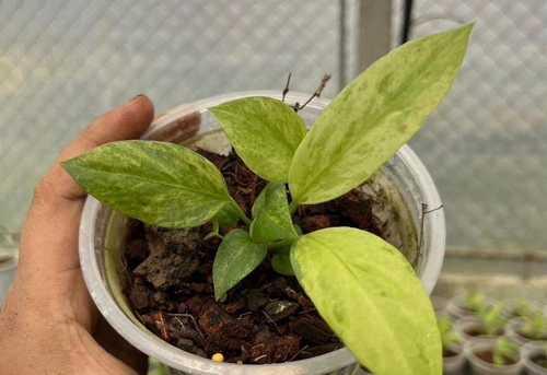 Anthurium Vittarifolium Var