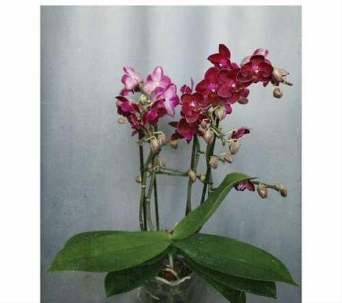 Орхидея фаленопсис Red Lion