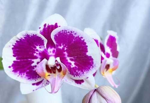Цветущая орхидея Miki Jazz