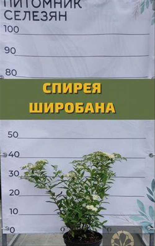 Саженцы из питомника