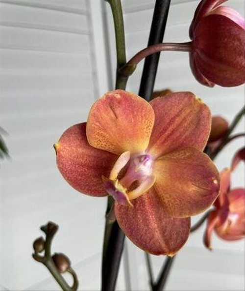 Орхидея фаленопсис Горизонт бантик