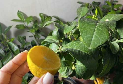 Лимонное дерево Мандариновое дерево с плодами