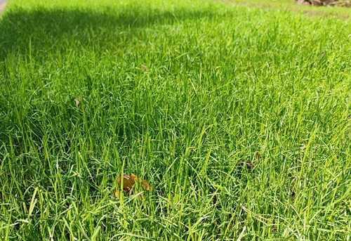 Семена газонной травы многолетние