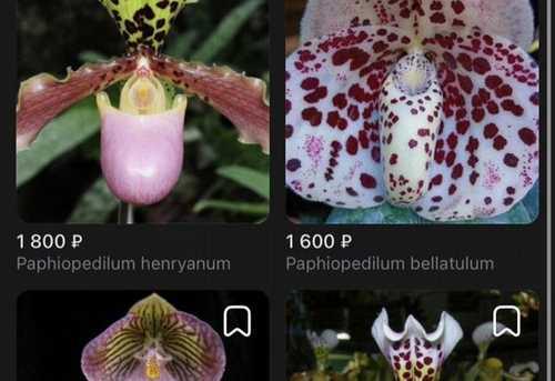 Башмачки из Таиланда. Орхидеи. Растения