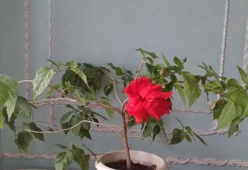 Гибискус китайская роза