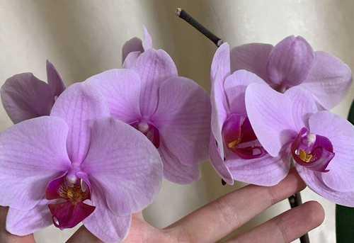 Орхидея фаленопсис арома листья в крап
