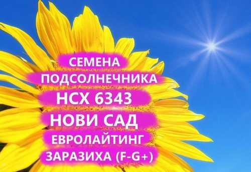 Семена подсолнечника нсх 6343 Евролайтинг Гибриды