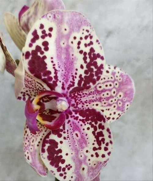 Орхидея фаленопсис Фронтера (Frontera)