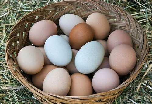 Яйца куринные (домашние)