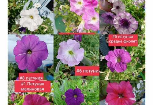 Петуния семена