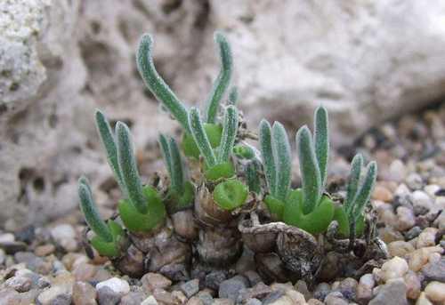 Монилария (Monilaria pisiformis)
