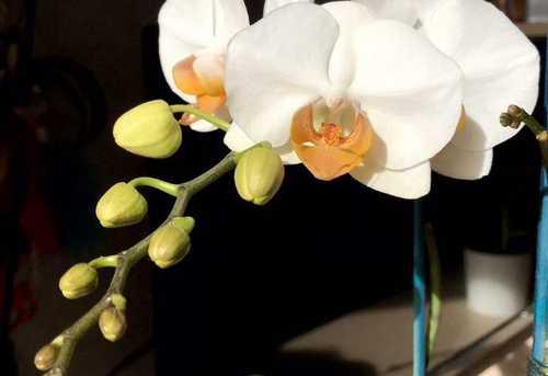 Фаленопсис Дарвин орхидея