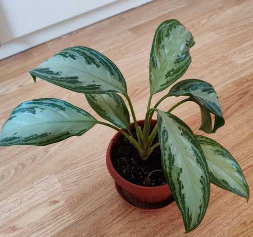 Аглаонема silver bay