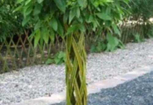Плетеное Живое дерево